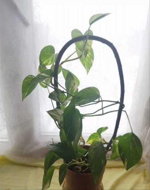 Комнатное растение Лиана Эпипремнум Сциндапсус