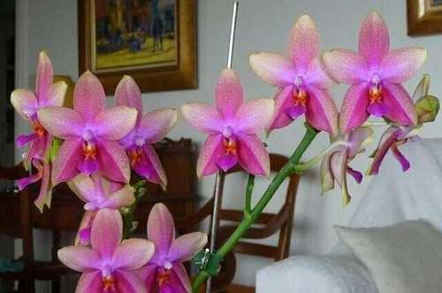 Орхидея Liodorro
