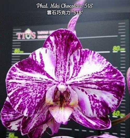 Орхидея Phal. Miki Chocolate '518