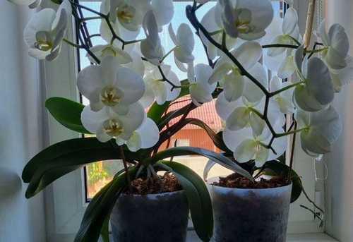 Орхидея фаленопсис огромная