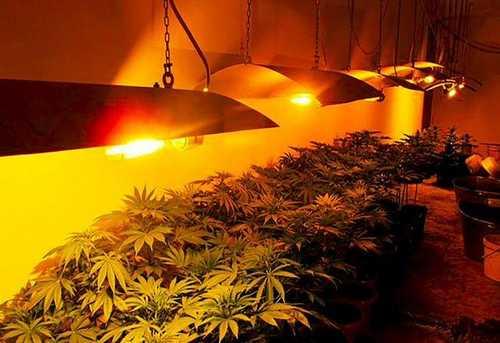 Днат - свет для растений + лампы разного номинала