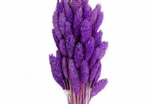 Фалярис Фиолетовый сухоцвет оптом (1 штука)