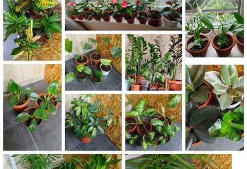 Различные комнатные растения
