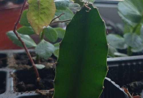 Кактус трёхгранный и детки кактуса Эхинопсис