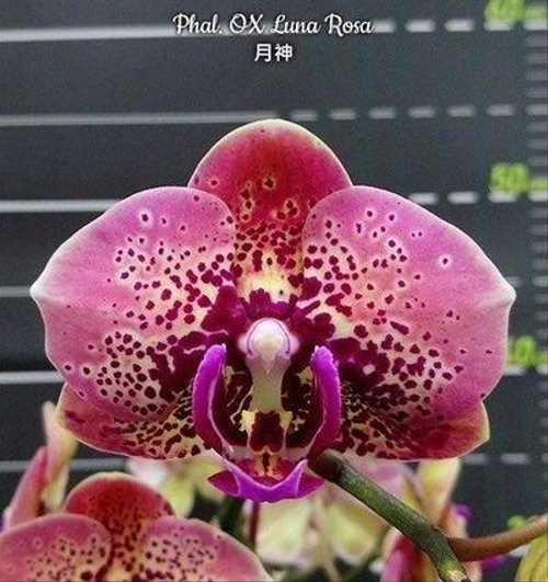 Орхидея фаленопсис В7 Phal. OX Luna Rosa