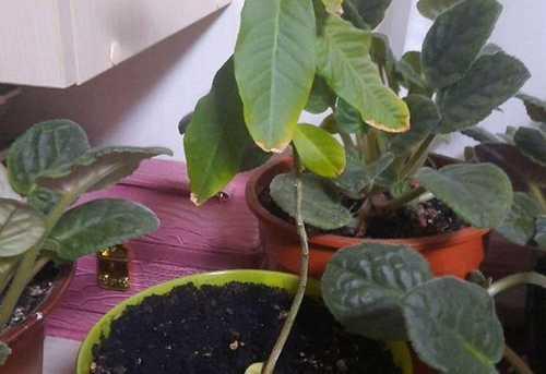 Авокадо, фиалки, коланхоэ комнатные растения