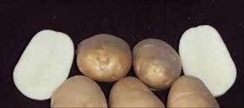 Чародей - семенной картофель почтой