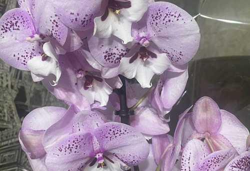 Орхидея фаленопсис биг лип Сого Юкидиан V-3X