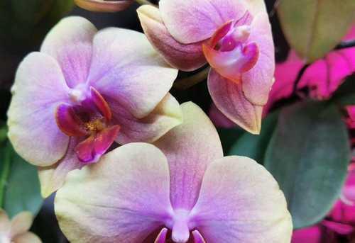 Орхидея фаленопсис Сара