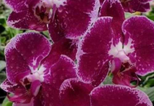 Орхидея фаленопсис цветущий азиат