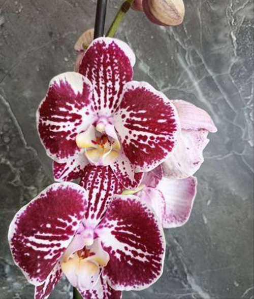 Орхидея фаленопсис винная в крап