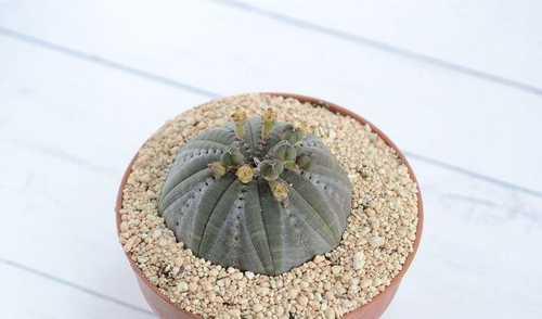 Euphorbia obesa (Молочай Тучный) (SCT29319)