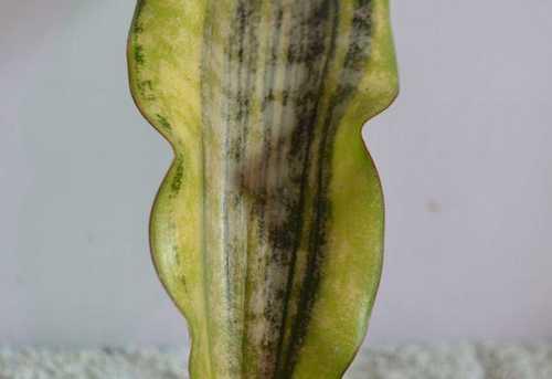 Сансевиерия coppertone variegated