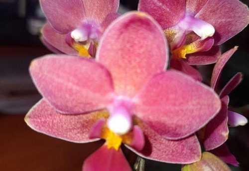 Орхидея фаленопсис сорт Тянь Ши Смарт
