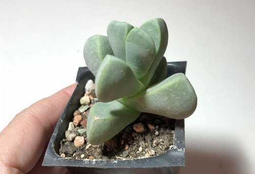 Суккуленты аизовые редкие коллекционные