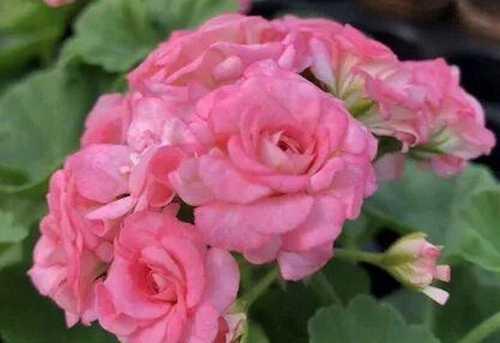 Розебудная пеларгония Grainger's Antigue Rose