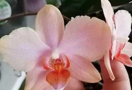 Орхидея фаленопсис Шанелла