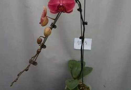 Орхидея Phal. Jin Ruyi-1 5093