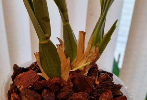 Орхидеи онцидиум желтый, фаленопсис сиреневый
