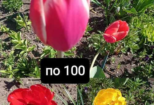 Тюльпаны махровые и с ободочком цветок 10см