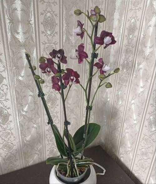 Орхидея Фаленопсис Каода