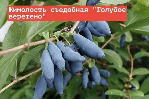 Жимолость съедобная Голубое веретено /С10-12 50