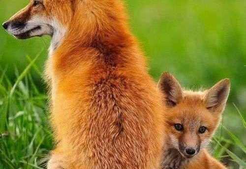 Шкуры енота,рыжей лисы,крашенные шкуры лисы