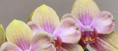 Орхидея фаленопсис Сара Блаш