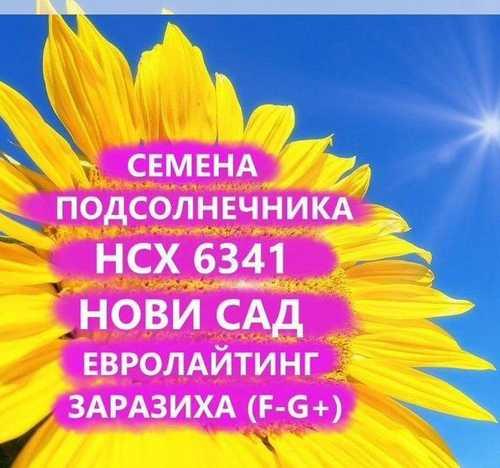 Семена подсолнечника нсх 6341 Гибрид нс, Уфа