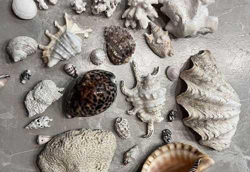 Морские ракушки раковины