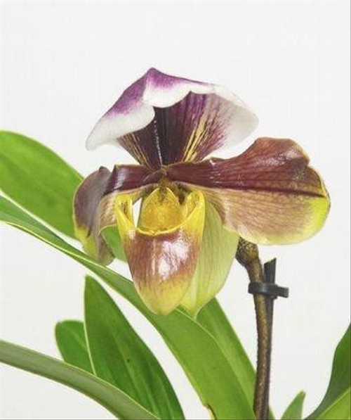 Орхидея пафиопедилум Американский гибрид