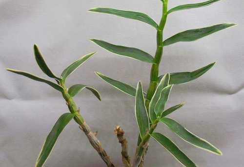 Орхидеи дендробиумы монилиформе