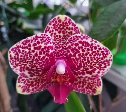 Орхидея фаленопсис Phal. OX Red Sesame