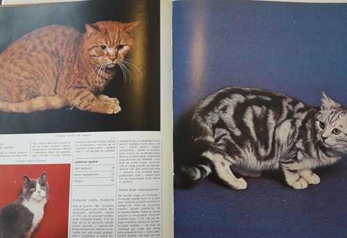 Книга-альбом про кошек