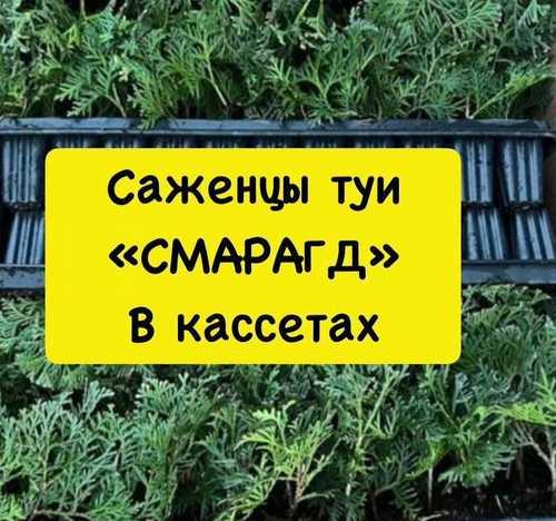 Саженцы туи Смарагд опт