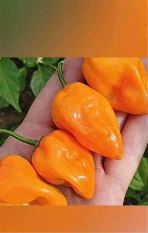 Перец хабанеро оранж