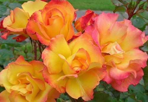 Роза Бонанза кустарниковая (Сербия Imperial Rose)