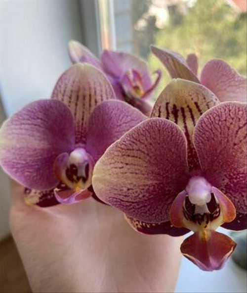 Орхидея фаленопсис фантом