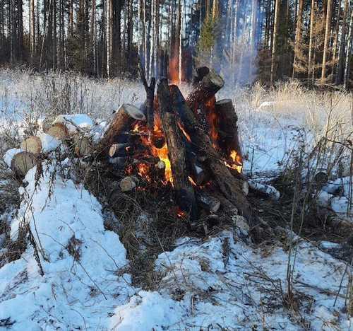 Дрова березовые не колотые