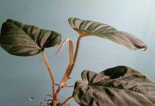 Philodendron serpens x verrucosum