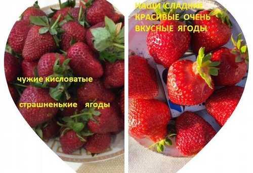 Важно:какие ягоды вырастут -кислые или сладкие