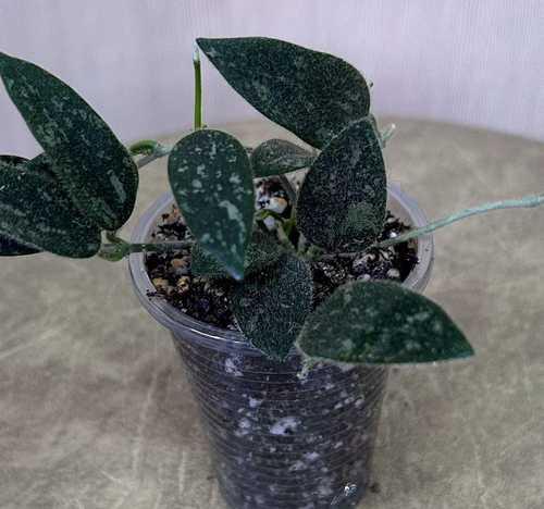 Хойя Thomsonii small splash leaves