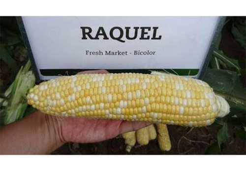 Семена кукурузы Ракель