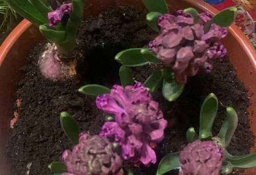 Комнатные растения цветы гиацинты