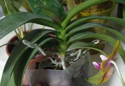 Орхидея фаленопсис биглип, пелорик