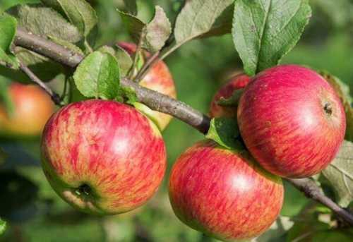 Саженцы яблони Медуница оптом и в розницу