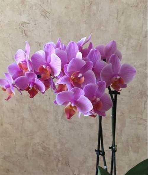 Орхидея фаленопсис Santa Rose