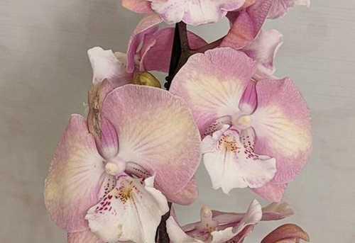 Орхидея фаленопсис Единорог