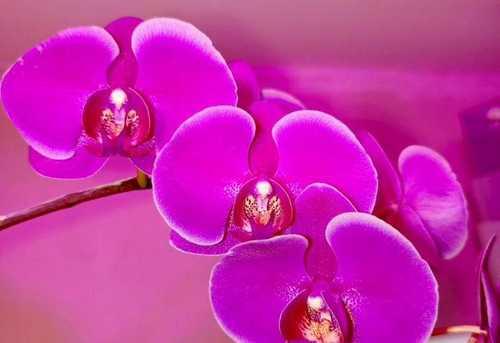 Орхидея Притория