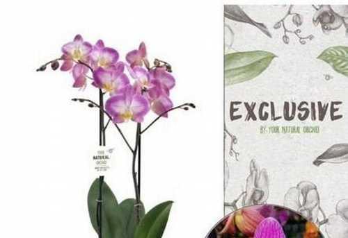 Орхидея фаленопсис в наличии
